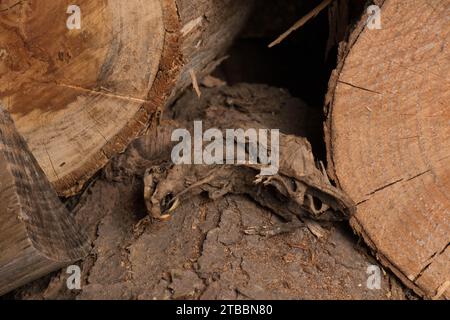 Mummified Dead Rats with Nasty Pointy Teeth in the woodshed Stock Photo ...