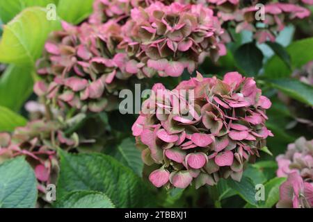 Close-up of a bush of dusty pink Kalanchoe succulent plants with small ...