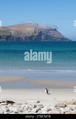 Falkland Islands, West Falkland, Grave Cove, Largest colony of Gentoo ...