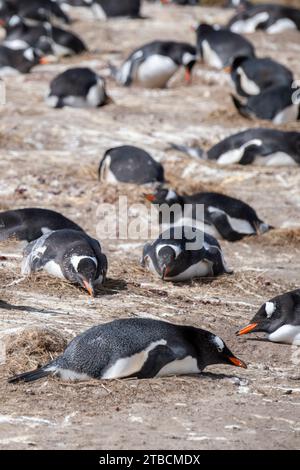 Falkland Islands, West Falklands, Grave Cove. Nesting Gentoo penguins ...