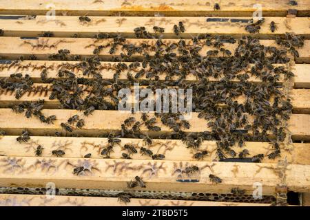 Bees on frames in a bee nuc Stock Photo - Alamy