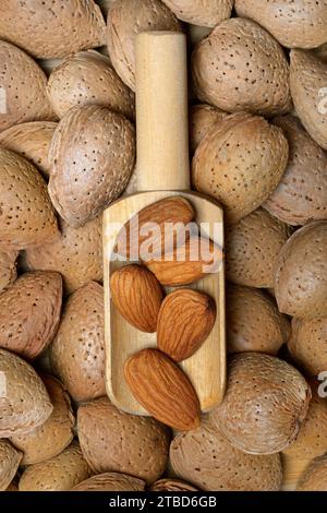 Almond, almonds and almond kernels with almond tree (Prunus dulcis ...
