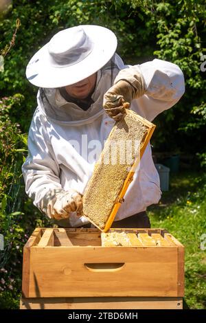 Beekeeper with honeycomb, Black Forest, Gechingen, Germany Stock Photo ...