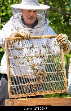 Beekeeper with bees, Black Forest, Gechingen, Germany Stock Photo - Alamy