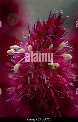 Beautiful red flowers of Amaranthus hypochondriacus. Prince-of-Wales ...
