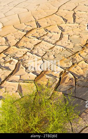 Mudcracks or cracked mud in the mojave desert with a small vibrant ...