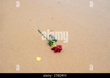 Red rose thrown on the beach sand. Gift for yemanja Stock Photo - Alamy