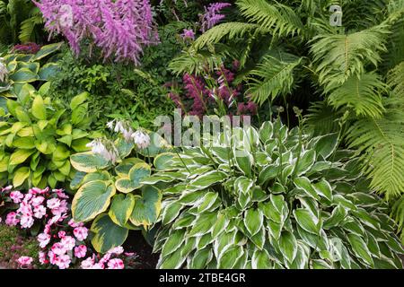 Light pink Impatiens - Balsam flowers, mixed Hostas, Pteridophyta ...