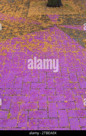 Purple painted paving stones covered with fallen shedded deciduous tree ...