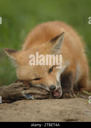 Young Red Fox eating a carcass Stock Photo - Alamy