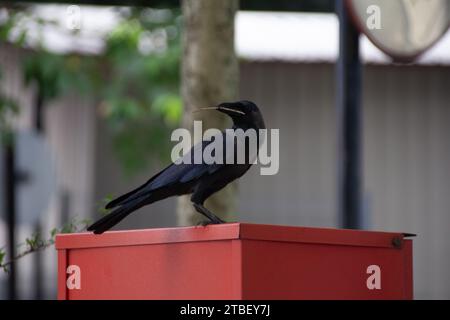 A black raven (black crow) holding a stick of tree at Kuala Lumpur ...