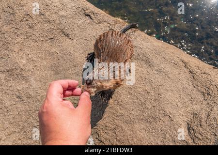 Muskrat eats bread from human hand. Human hand is feeding Muskrat ...