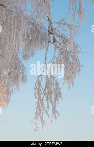 Betula Pendula. Frozen snow covered silver birch tree branches ...