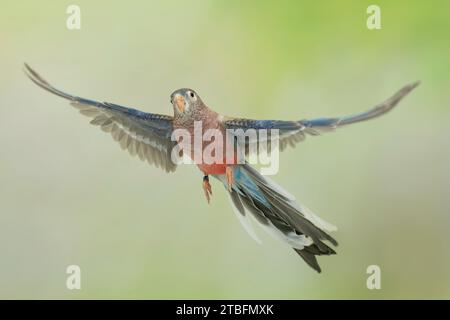 Bourke's parrot pale fallow mutation, Neopsephotus bourkii Stock Photo ...