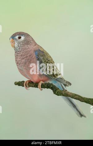 Bourke's parrot pale fallow mutation, Neopsephotus bourkii Stock Photo ...