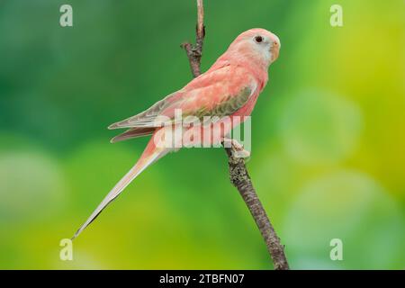 Bourke's parrot pale fallow opaline, Neopsephotus bourkii Stock Photo ...