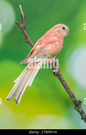 Bourke's parrot pale fallow opaline, Neopsephotus bourkii Stock Photo ...