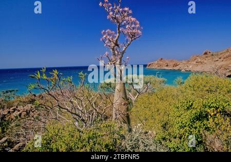Hadibu , also known as Hadiboh, formerly known as Tamrida is a coastal ...