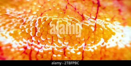 Fish anatomy. Pike (Esox lucius). The hepatic parenchyma is divided ...