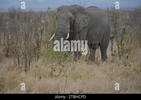 Majestic,African Elephant with beautiful ivory tusks paroling the dry ...
