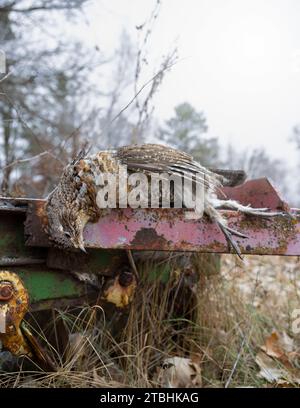 Ruffed Grouse hunting in Minnesota Stock Photo - Alamy