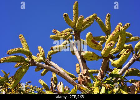 Cabbage Tree Fruits-Cussonia spicata-Family Araliaceae Stock Photo - Alamy