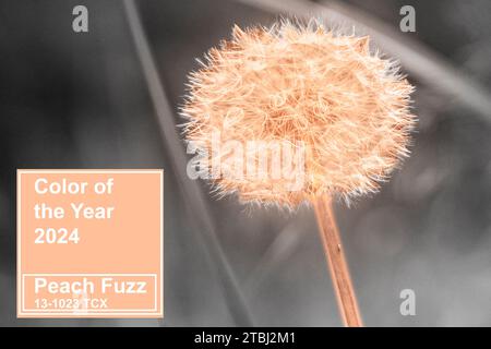 Trendy color of year 2024 - Peach Fuzz. Trendy color palette sample ...