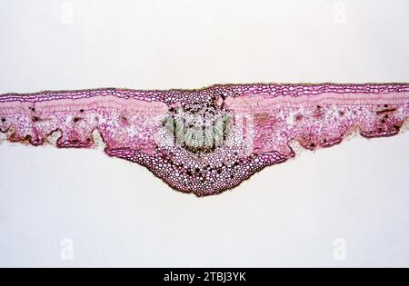 Leaf cross section of Nerium oleander showing epidermis, palisade ...