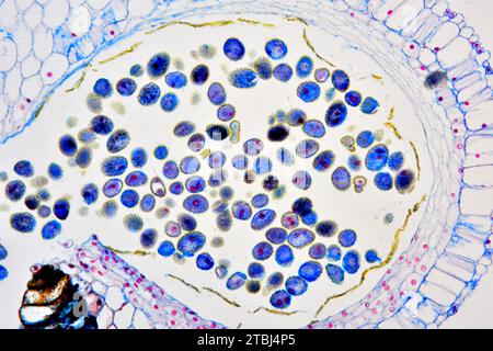 Lilium anther cross section showing pollen. Optical microscope X40 ...