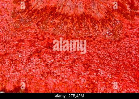 Collenchyma (ground tissue). Optical microscope X100 Stock Photo - Alamy