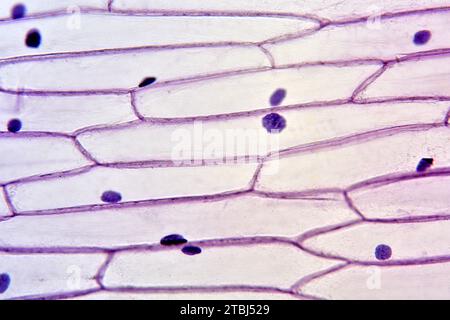 Onion epidermis (Allium cepa) showing cells and nucleus. Optical ...