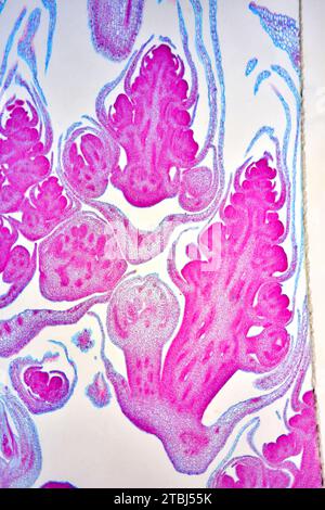 Asparagus apical meristem. Optical microscope X100 Stock Photo - Alamy