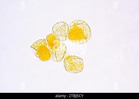 Campanula sp. pollen. Optical microscope X200 Stock Photo - Alamy