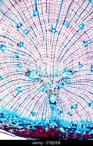 Pine (Pinus sp.) root. Optical microscope X100 Stock Photo - Alamy
