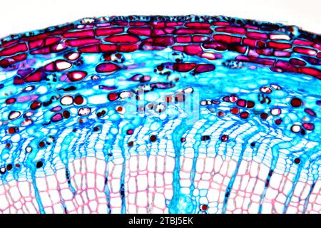 Pine (Pinus sp.) root. Optical microscope X100 Stock Photo - Alamy
