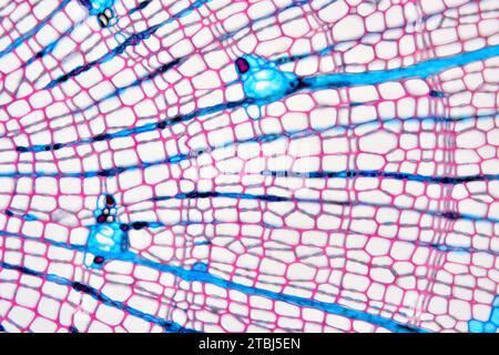 Pine (Pinus sp.) root. Optical microscope X100 Stock Photo - Alamy