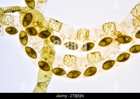 Water silk (Spirogyra sp.) in conjugation with zygospores. Optical ...