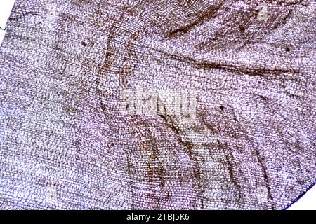 cork oak (Quercus suber), cork cells in focus of annual ring Stock ...