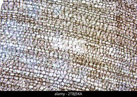 Cork from Quercus suber. Optical microscope X40 Stock Photo - Alamy