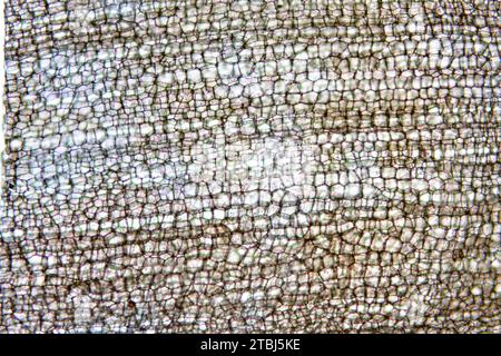 Cork from Quercus suber. Optical microscope X40 Stock Photo - Alamy