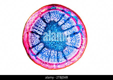 Eudicot stem (Fagus sylvatica) showing epidermis, collenchyma, cortex ...