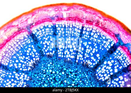 Eudicot stem (Fagus sylvatica) showing epidermis, collenchyma, cortex ...