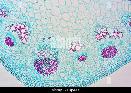 CROSS SECTION OF SUNFLOWER STEM; COLLENCHYMA CELLS, WALLS STRENGTHENED ...