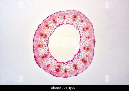 Sambucus stem cross section showing epidermis, cortex, phloem, cambium ...