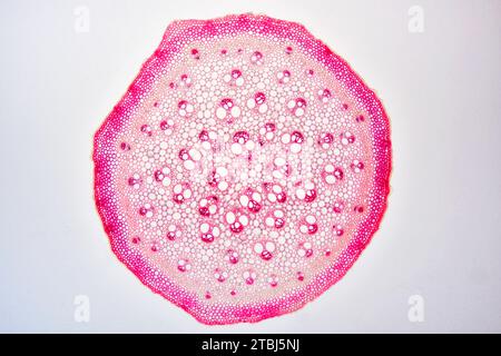 Smilax stem cross section showing epidermis, vascular bundles and ...