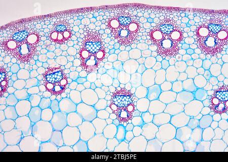Monocot stem cross section showing epidermis, vascular bundles and ...