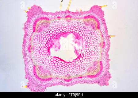 Eudicot stem of Lamiaceae plant showing epidermis, hairs, collenchyma ...