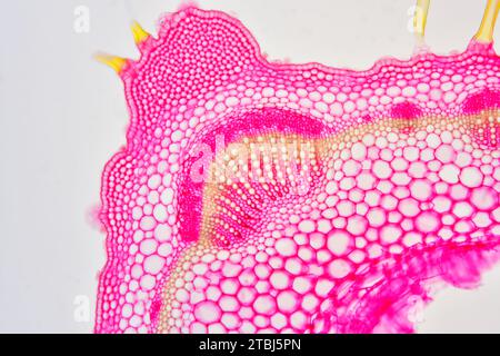 Eudicot stem of Lamiaceae plant showing epidermis, hairs, collenchyma ...