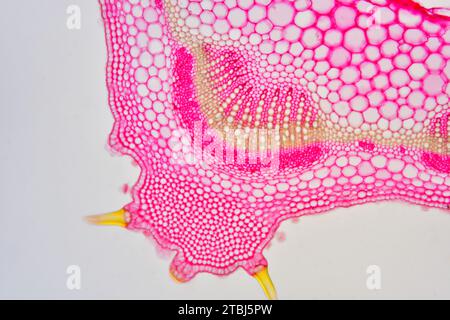 Eudicot stem of Lamiaceae plant showing epidermis, hairs, collenchyma ...