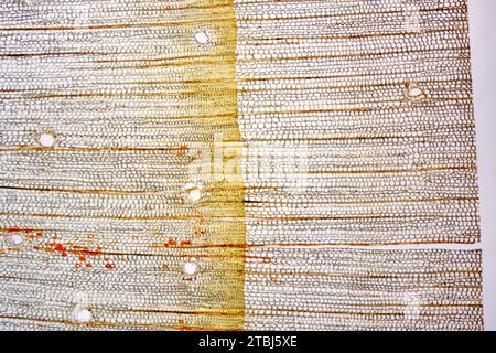 Transversal section of pine trunk. Optical microscope X100 Stock Photo ...